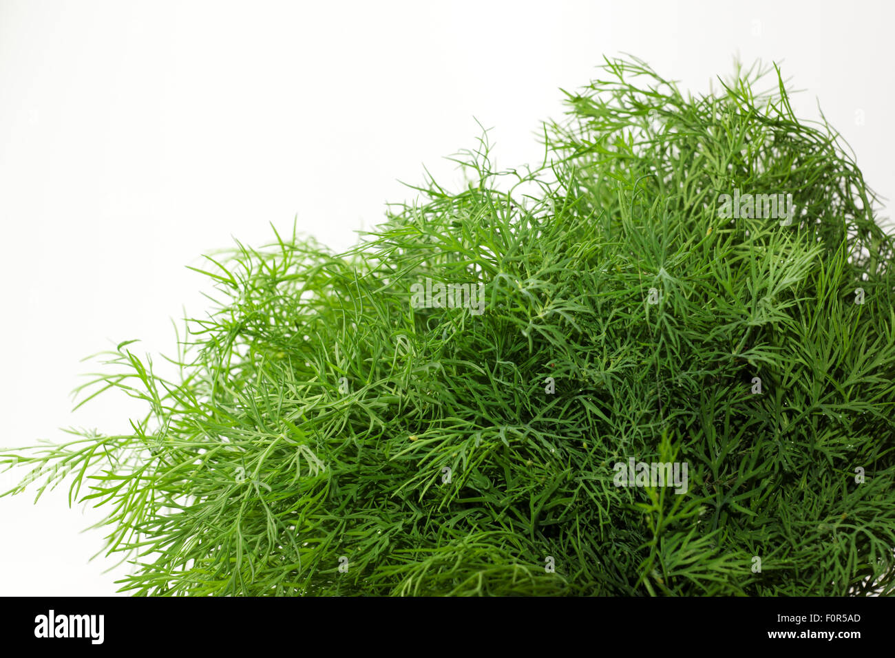 the bunch of fresh green fennel lies on a white background Stock Photo ...