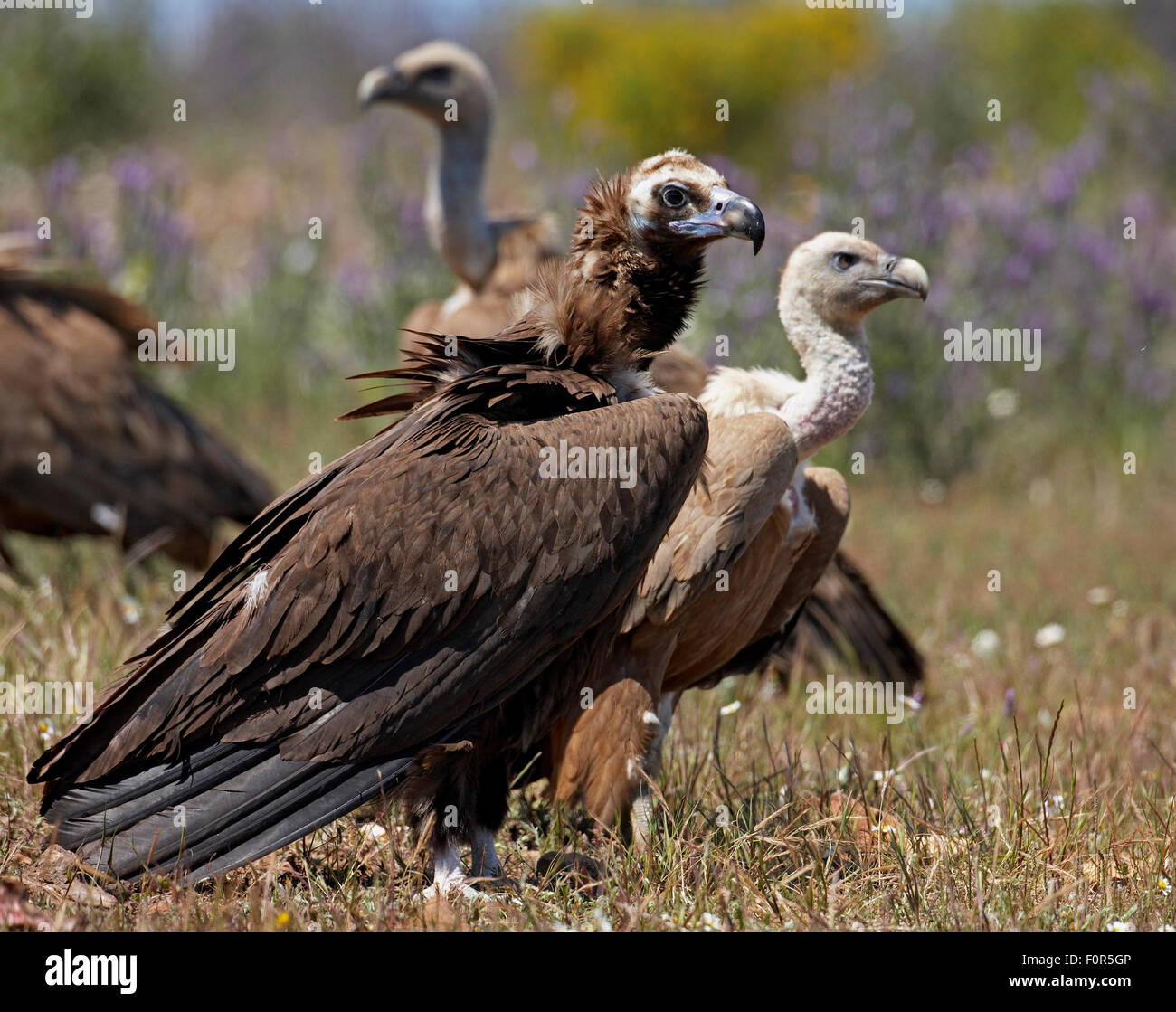 European black vulture (Aegyptus monacha) portrait with Griffon ...