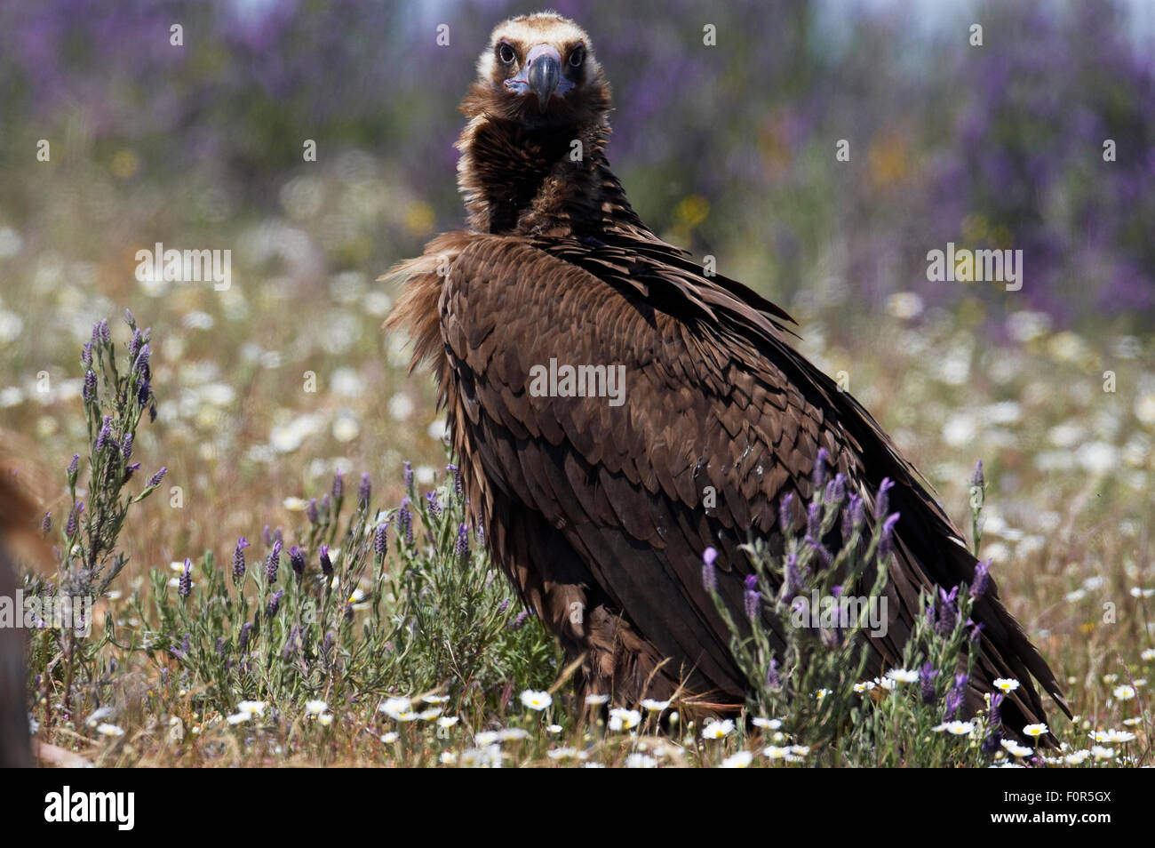 European black vulture (Aegyptus monacha) Extremadura, Spain, April ...