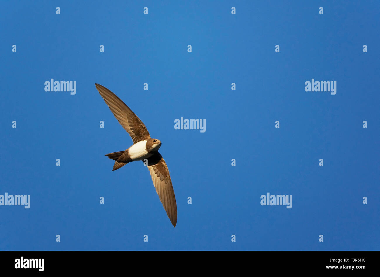 Alpine swift bird spain hi-res stock photography and images - Alamy