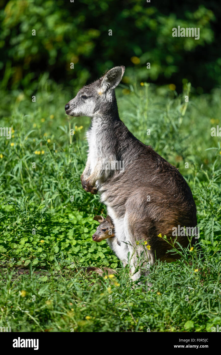 Macropus robustus hi-res stock photography and images - Alamy
