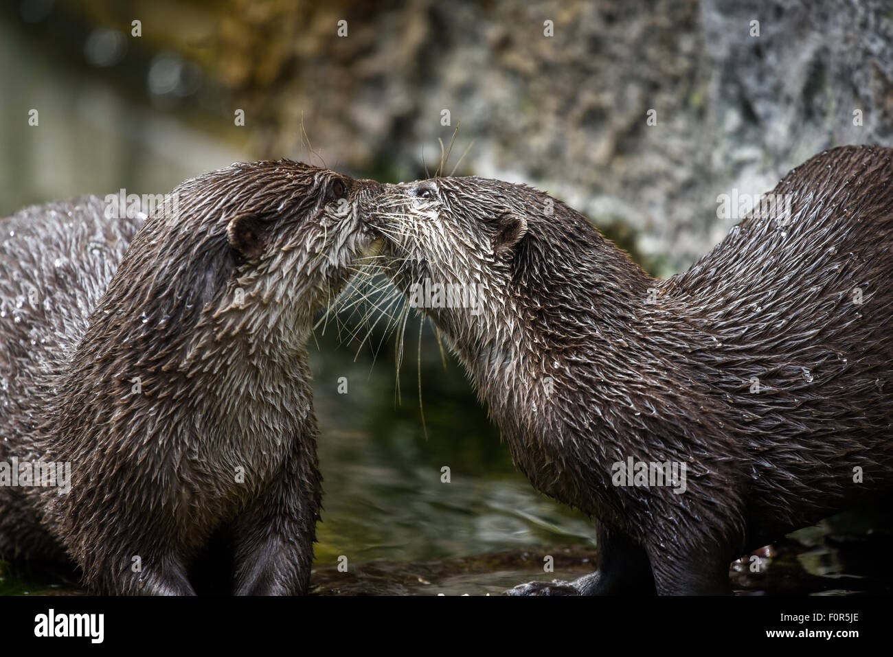 Side view of otters hi-res stock photography and images - Alamy