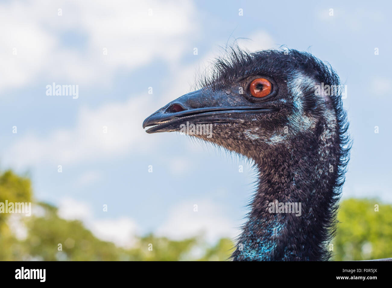 Left side of head of emu Stock Photo - Alamy
