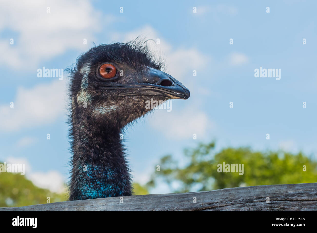 Head of emu right side at angle Stock Photo - Alamy