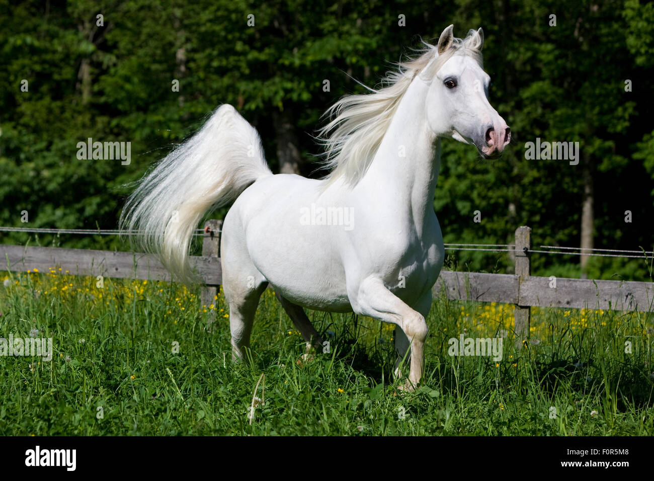 Thoroughbred Arabian horse, white, trotting in a meadow Stock Photo - Alamy