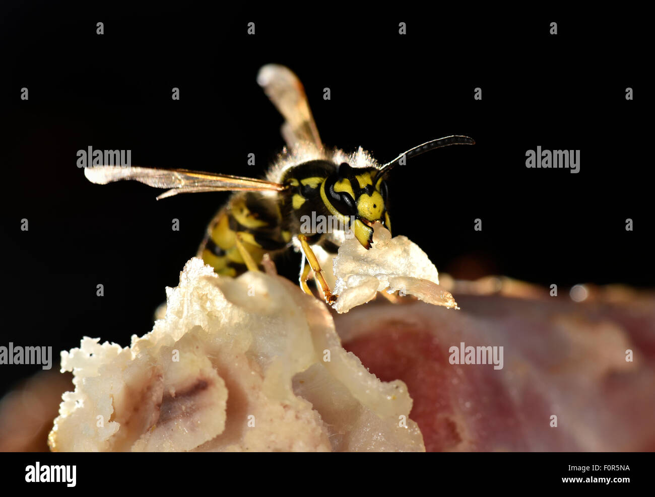 European wasp (Vespula germanica), sitting and feeding on fried bacon ...