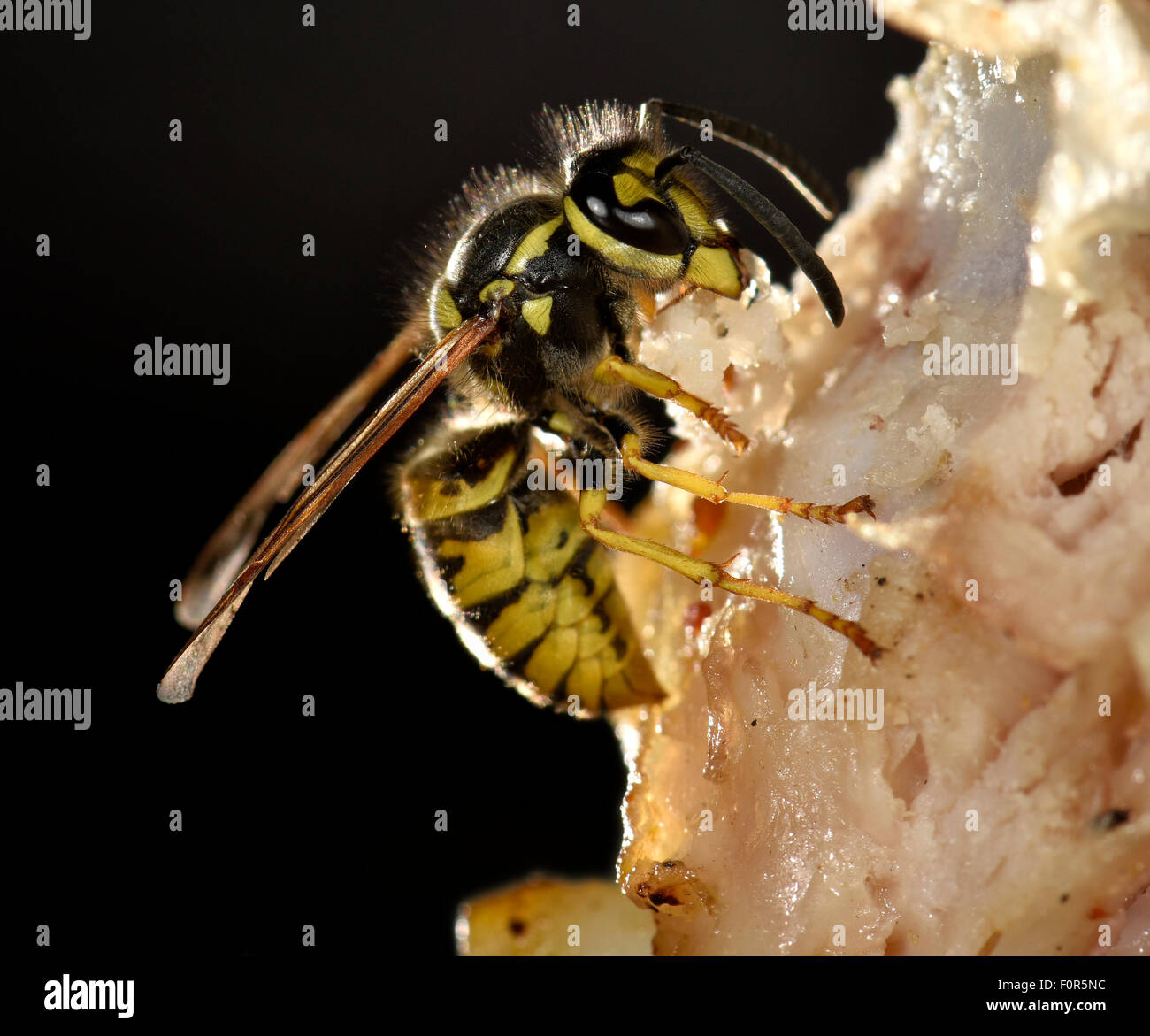 European wasp (Vespula germanica), sitting and feeding on fried bacon ...