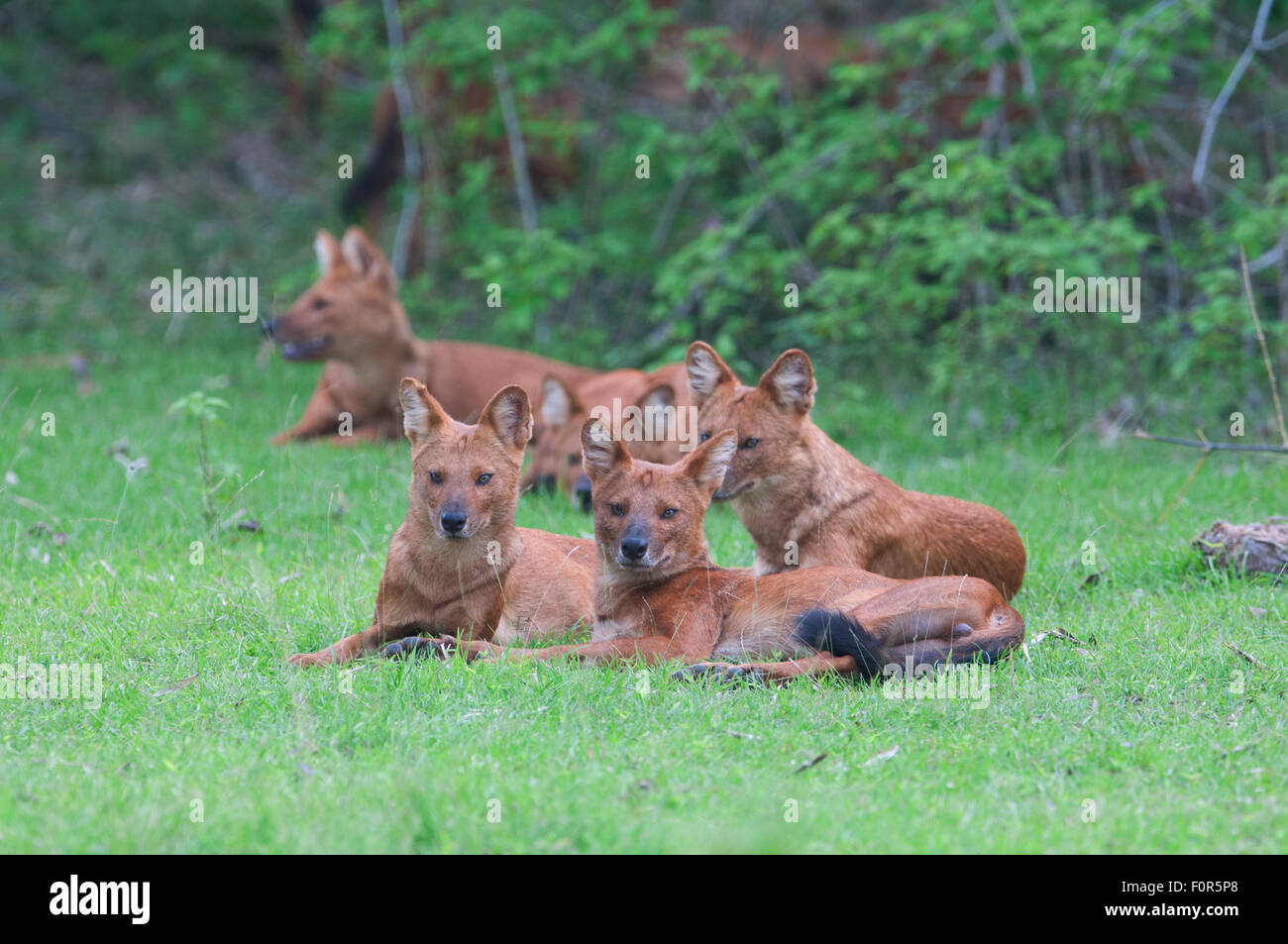 Asiatic wild dog ( Cuon alpinus ) in Bandipur National park, India ...