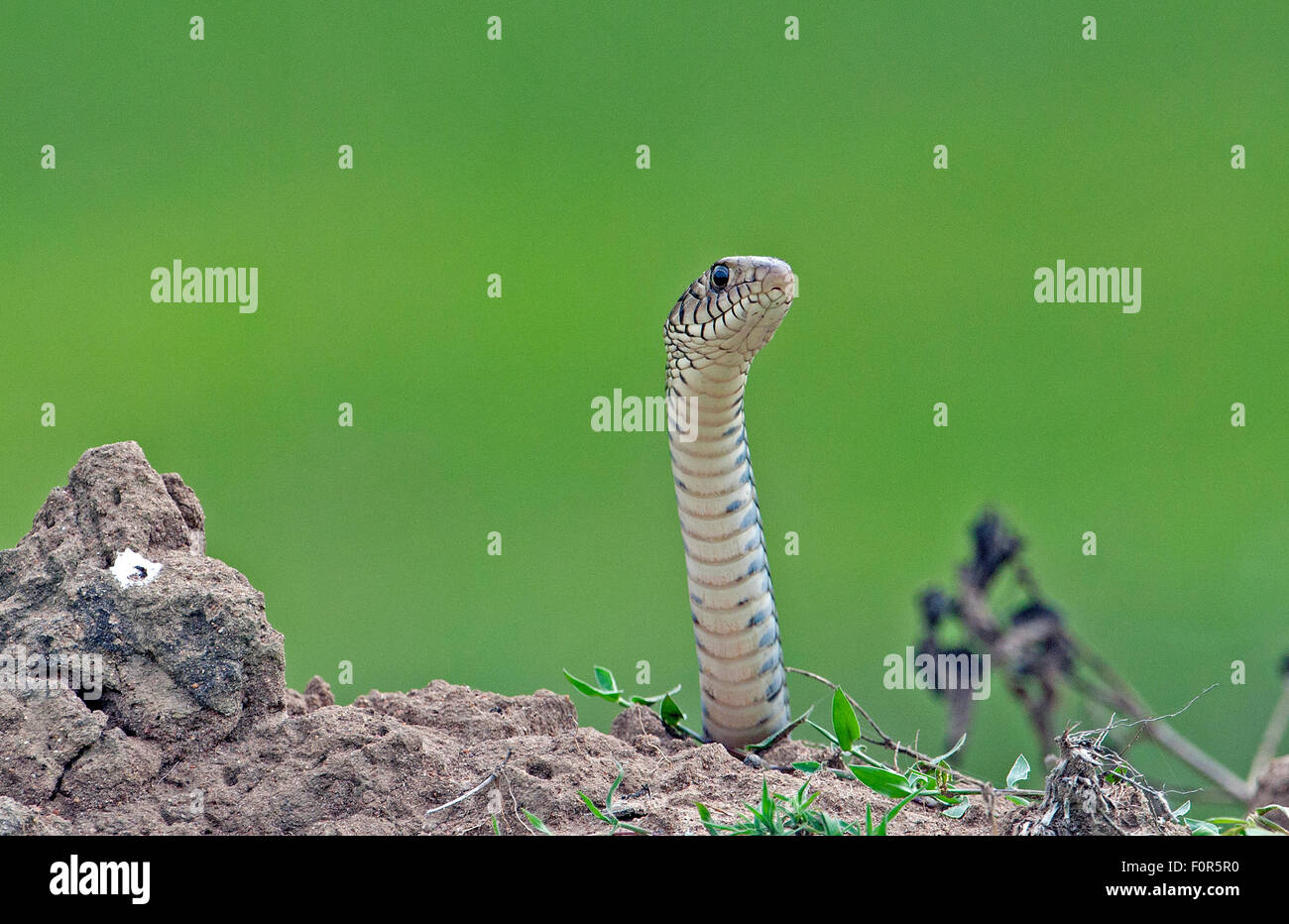 Rat Snake ( Ptyas mucosa ) in Bandipur National park , India Stock ...