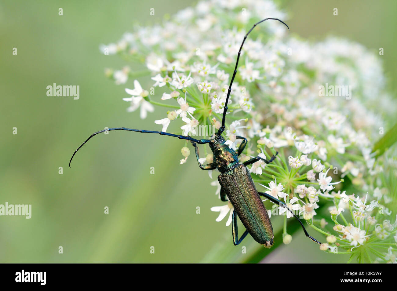 Musk beetle (Aromia moschata), male sitting on a flower umbel, North ...