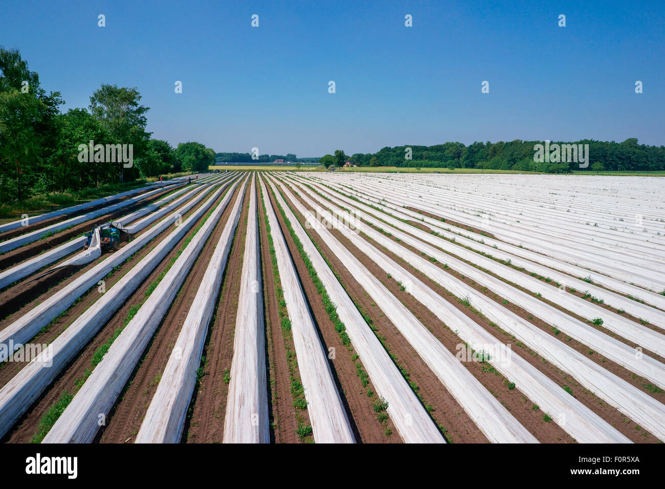 Asparagus field during harvesting, asparagus embankments covered with ...