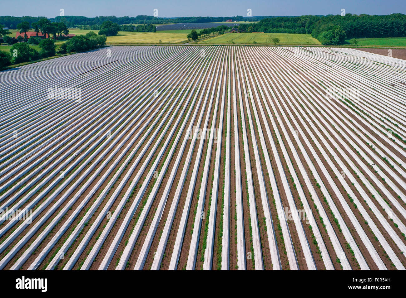 Asparagus field asparagus embankments covered with white plastic sheets ...