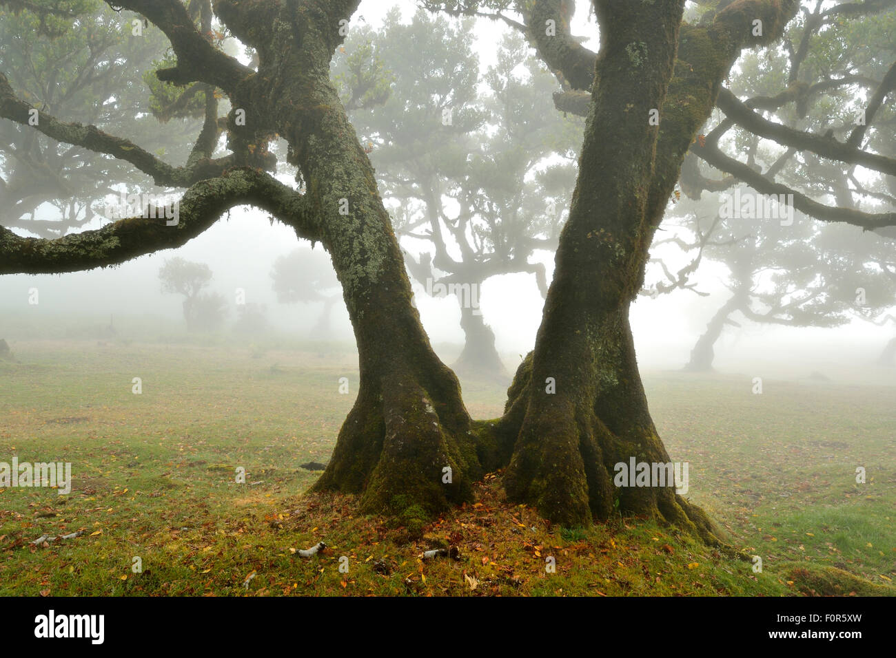 Old laurel forest or Laurissilva Forest, stinkwood (Ocotea foetens ...