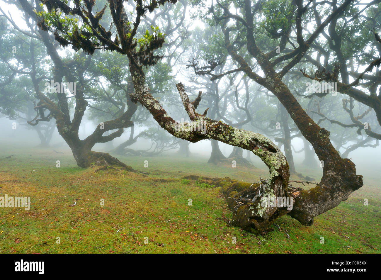 Old laurel forest or Laurissilva Forest, stinkwood (Ocotea foetens ...