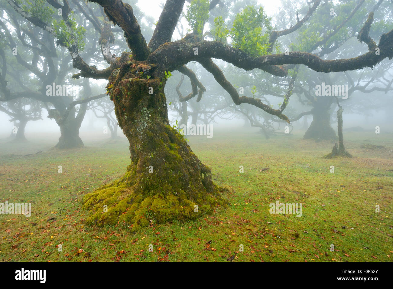 Old laurel forest or Laurissilva Forest, stinkwood (Ocotea foetens ...