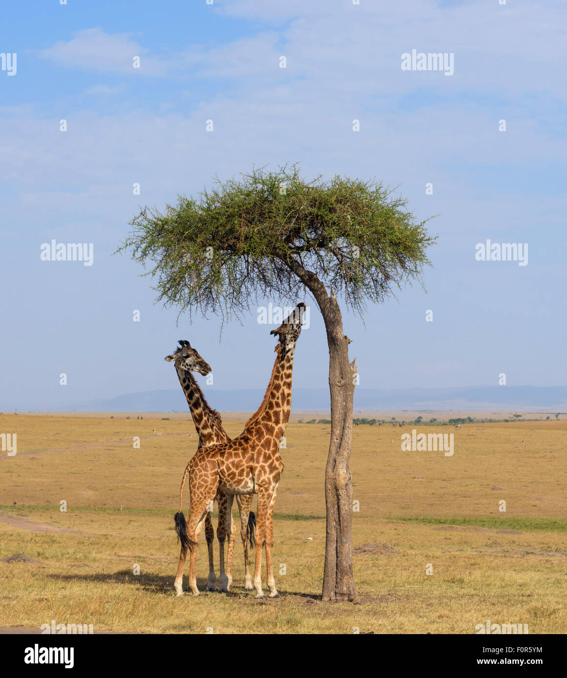 Masai giraffes (Giraffa camelopardalis), feeding on a great acacia tree ...