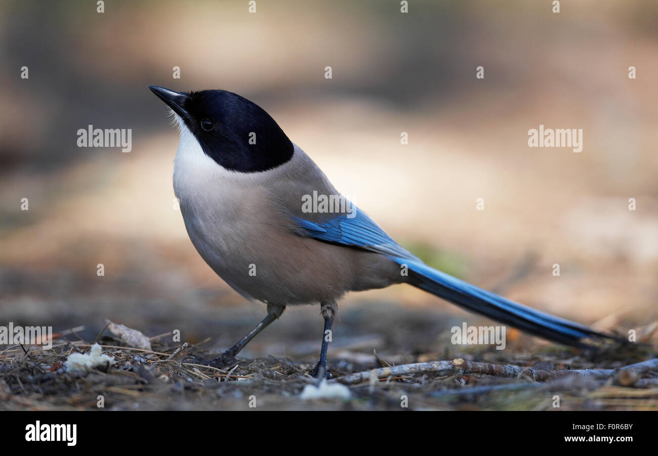 Azure winged magpie (Cyanopica cyanus) Extremadura, Spain, April 2009 ...