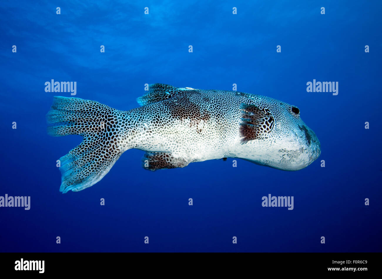 Puffer Fish Blue Sea Stock Photos & Puffer Fish Blue Sea Stock Images ...