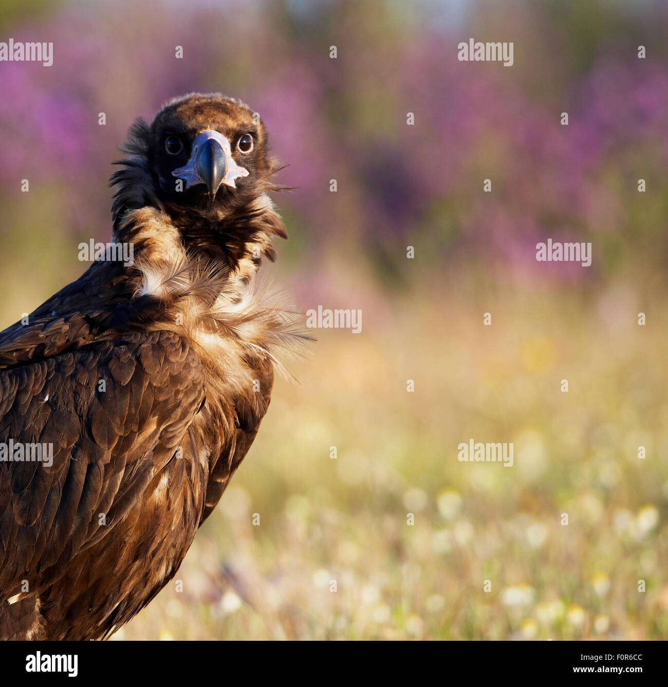 European black vulture (Aegyptus monacha) portrait, Extremadura, Spain ...