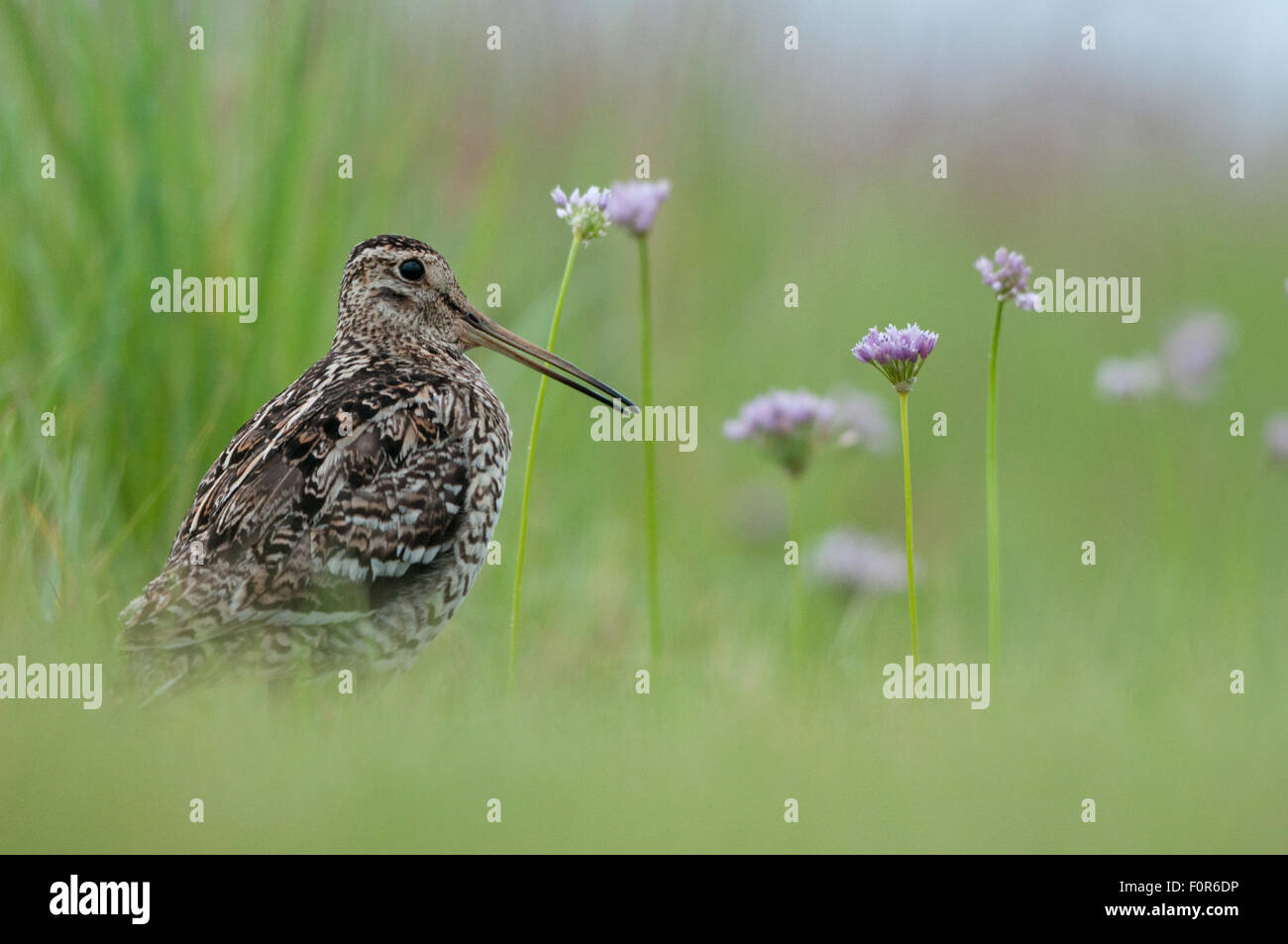 Great snipe (Gallinago media) Prypiat river, Belarus, June 2009 Stock ...