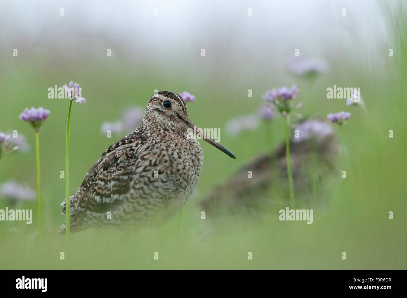 Great snipe (Gallinago media) Prypiat river, Belarus, June 2009 Stock ...