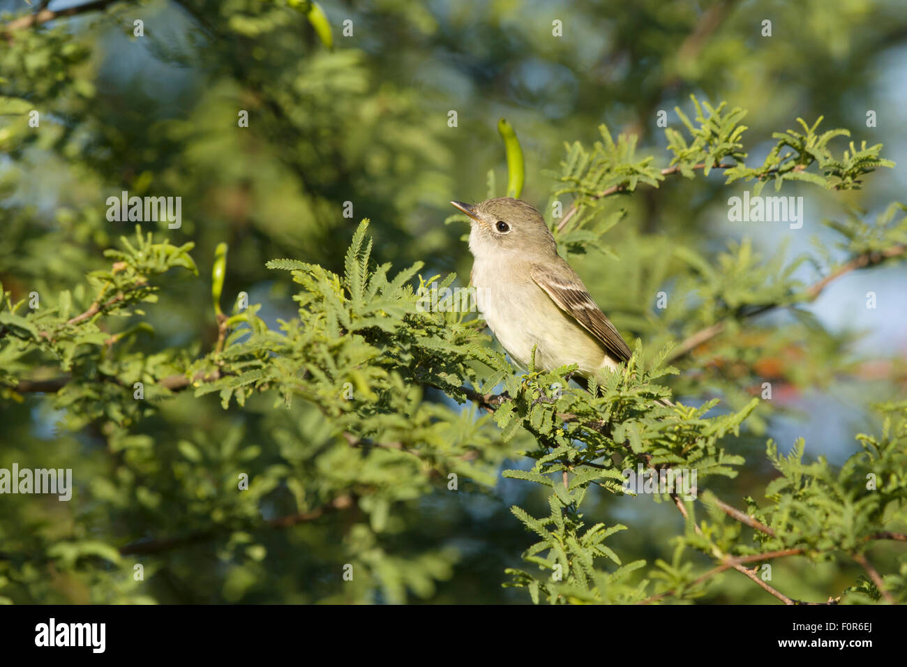 Eastern Wood Peewee Contopus virens Gulf Coast of Texas, USA BI027143 ...