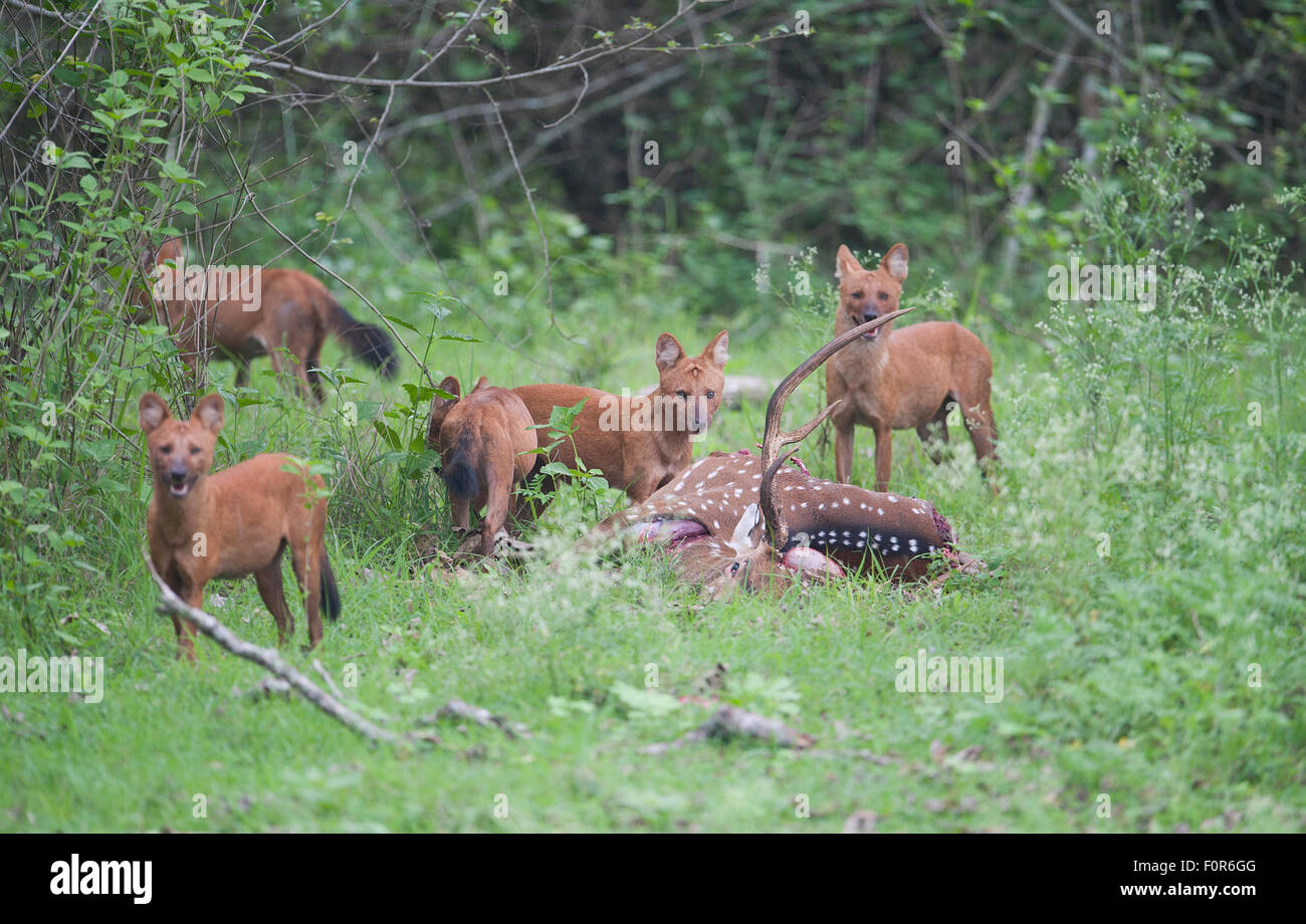 Asiatic wild dog ( Cuon alpinus ) in Nagrhole National park, India ...