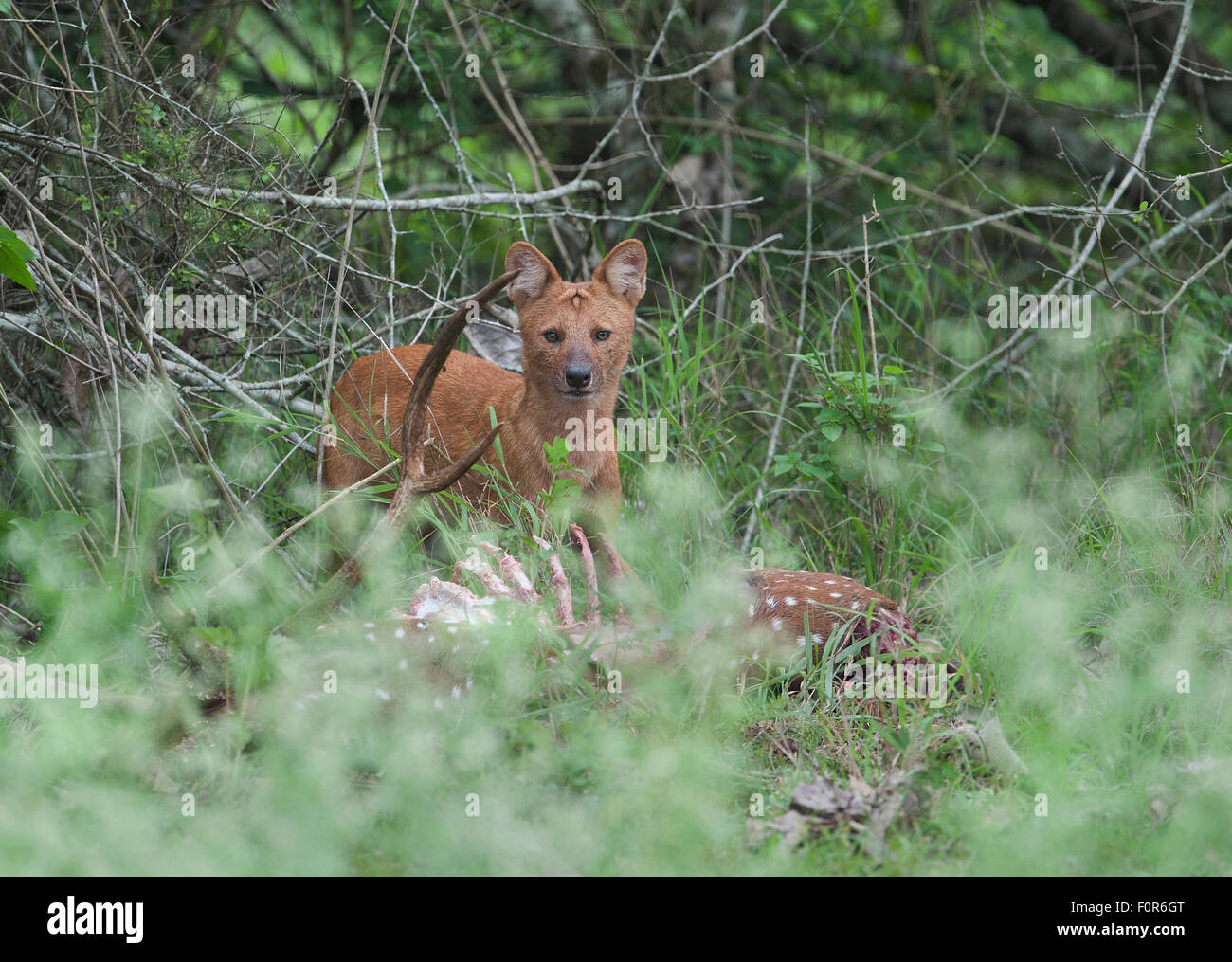 Asiatic wild dog ( Cuon alpinus ) in Nagrhole National park, India ...