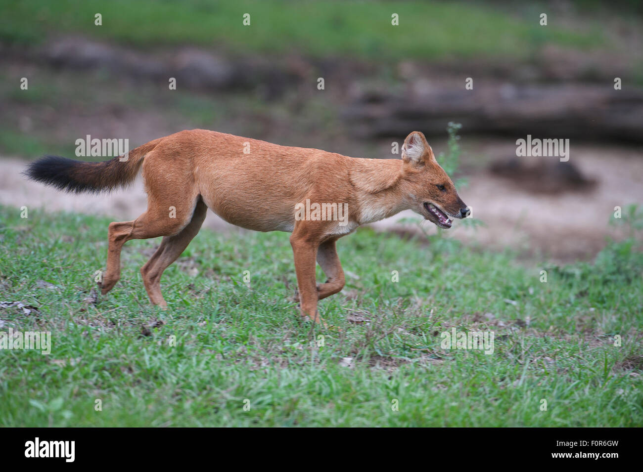 Asiatic wild dog ( Cuon alpinus ) in Bandipur National park, India ...