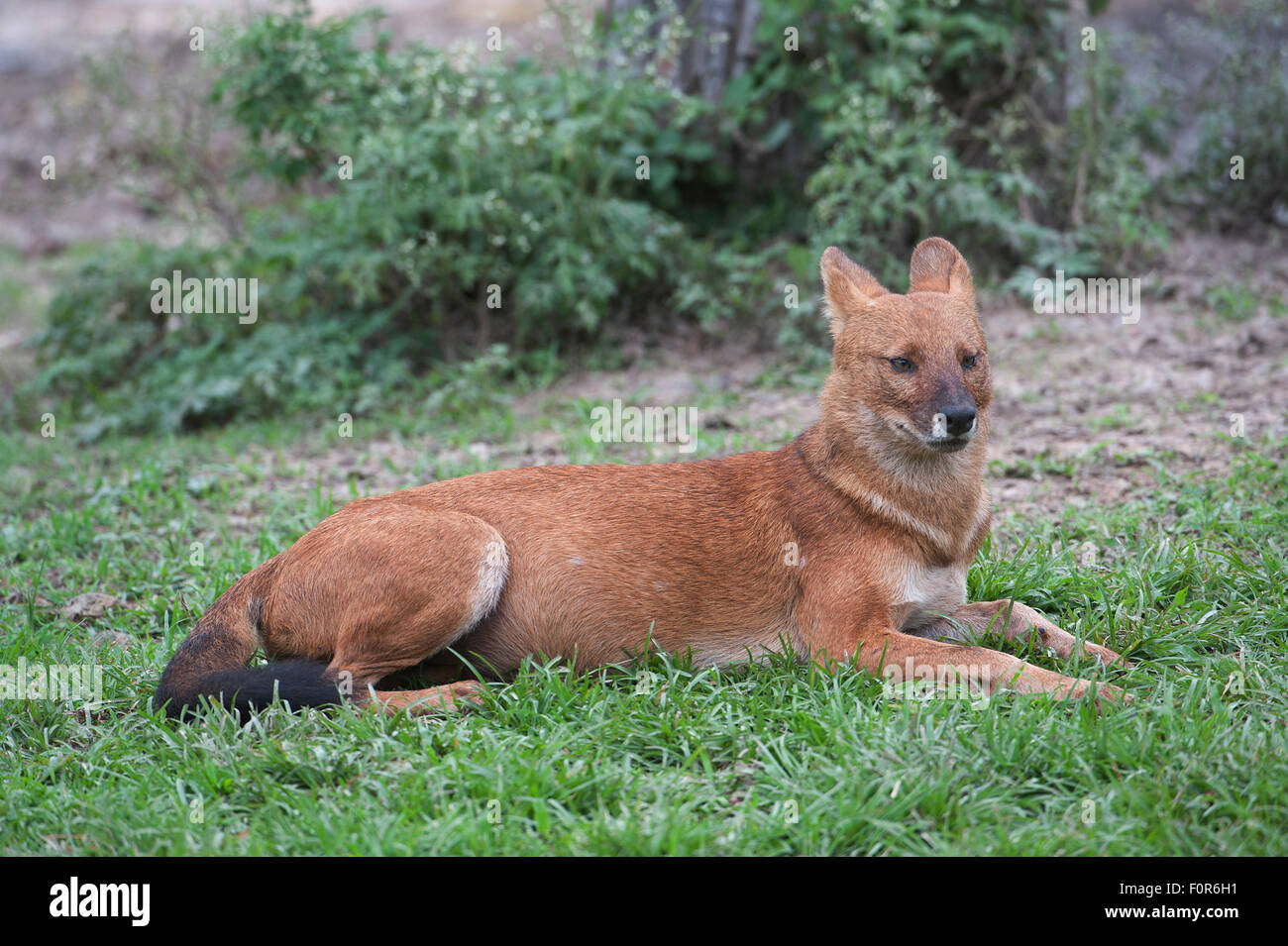 Dhole pack hi-res stock photography and images - Alamy