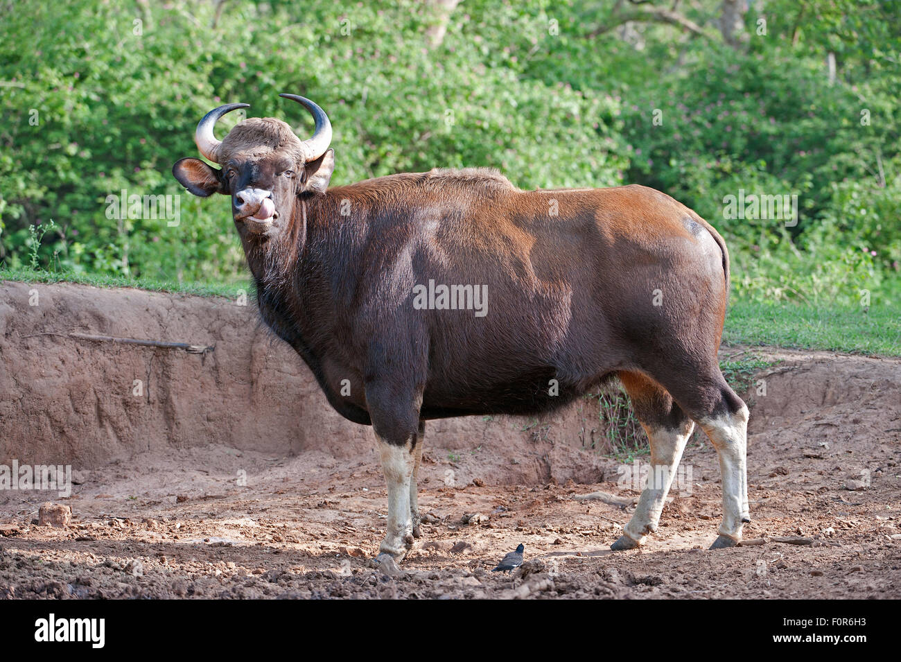 Gaur Indian Bison High Resolution Stock Photography and Images - Alamy