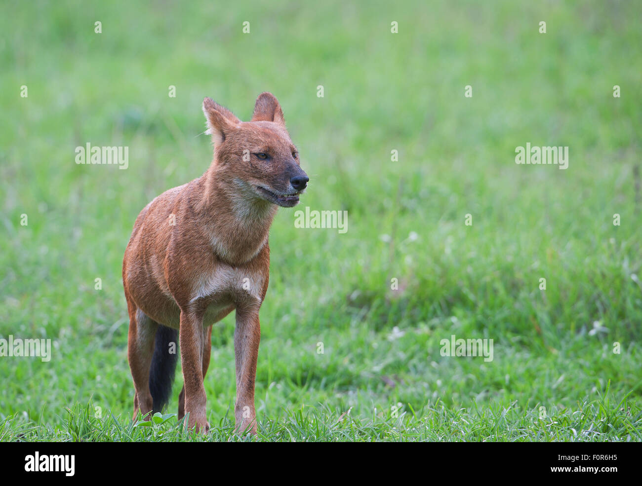 Asiatic wild dog ( Cuon alpinus ) in Bandipur National park, India ...