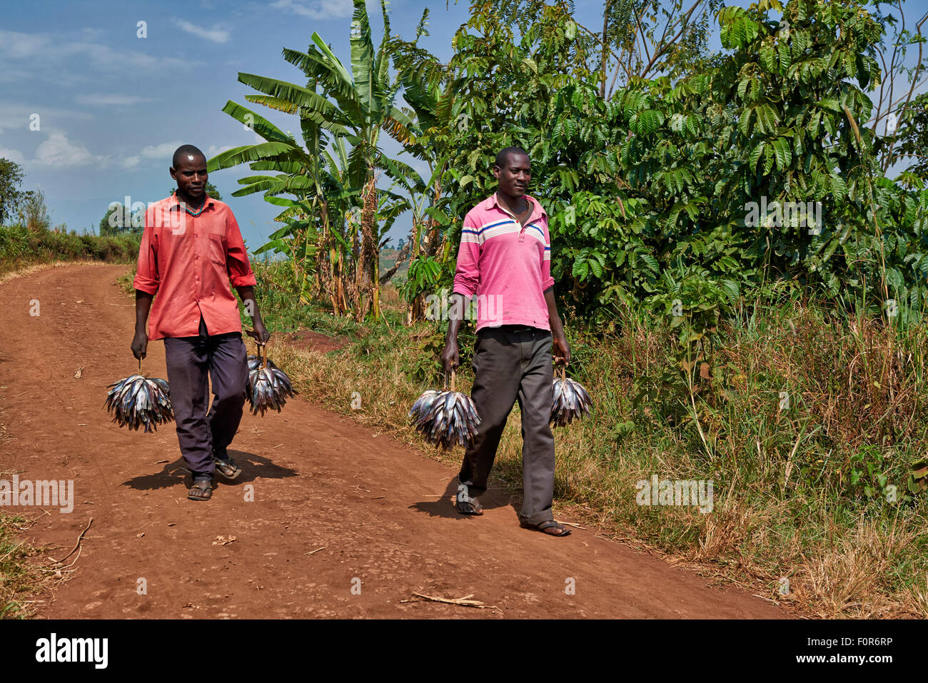 fishermen bringing their catch home, Bunyaruguru Crater Lakes region ...