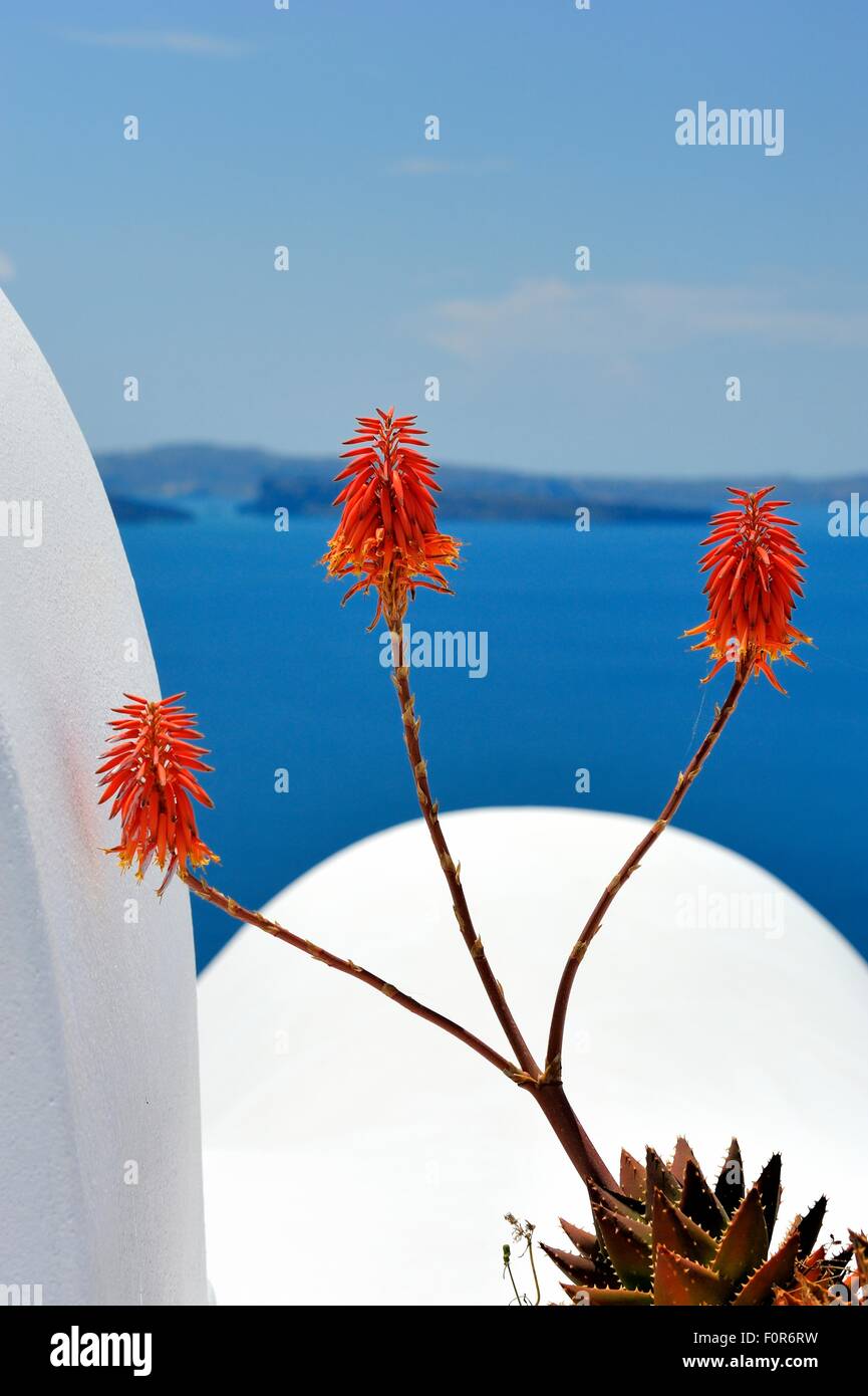 Aloe vera plants overlooking the caldera Oia,Santorini,Greece Stock ...