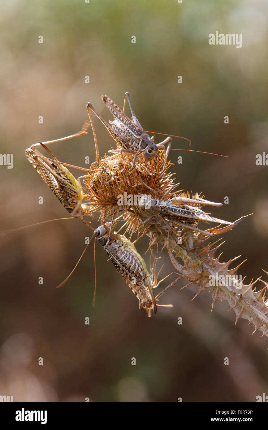 Four Migratory locusts (Locusta migratoria) feeding on vegetation ...