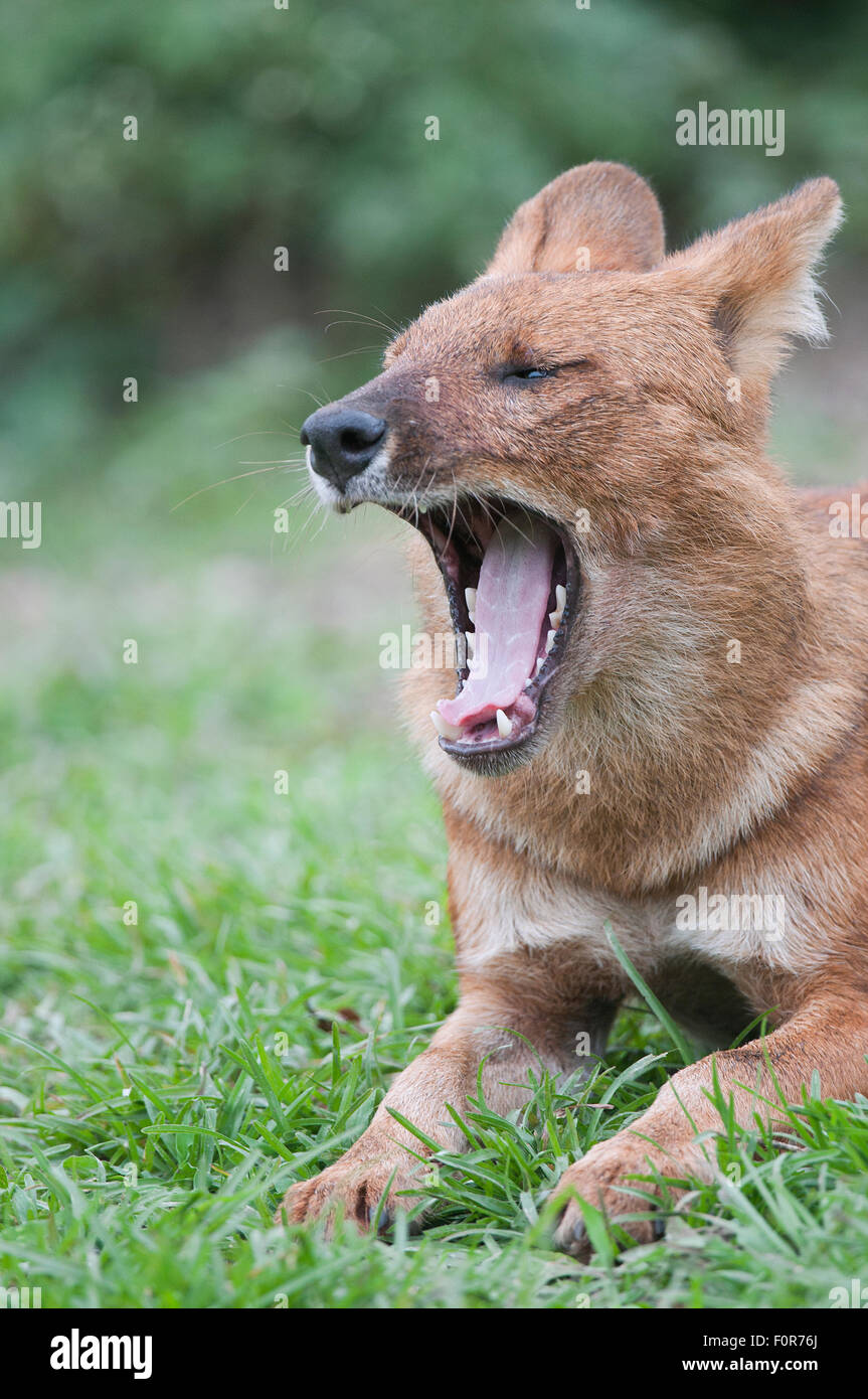 Asiatic wild dog ( Cuon alpinus ) in Bandipur National park, India ...