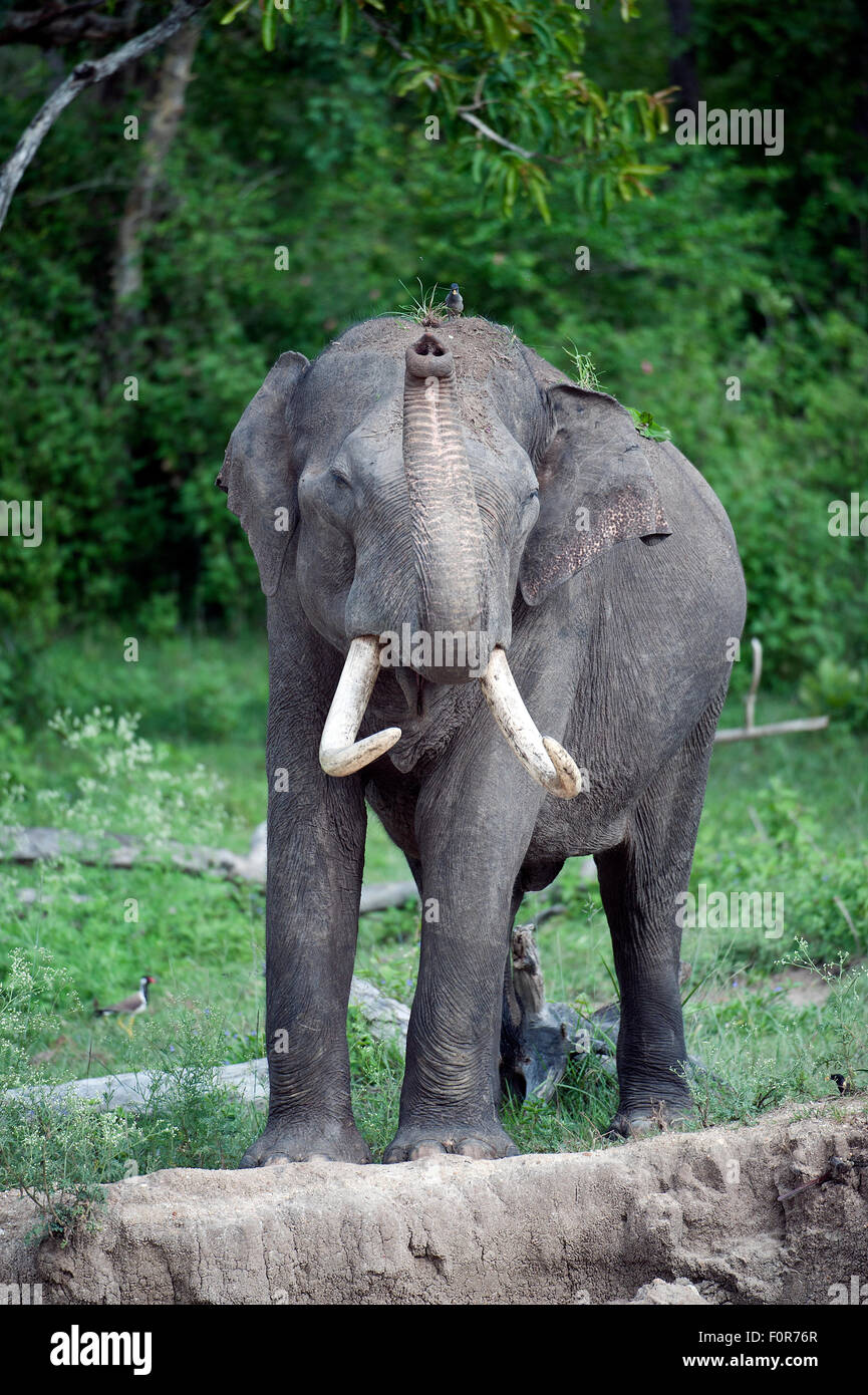 Bandipur national park elephant hi-res stock photography and images - Alamy