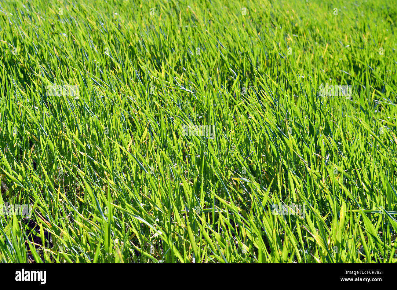 Wallpaper green grass hi-res stock photography and images - Alamy