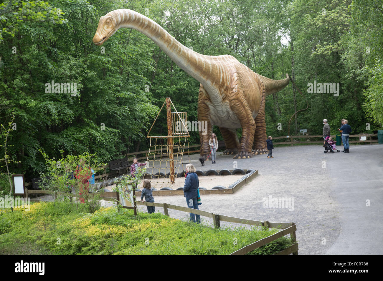 Diplodocus a large herbivorous extinct sauropod dinosaur of the ...