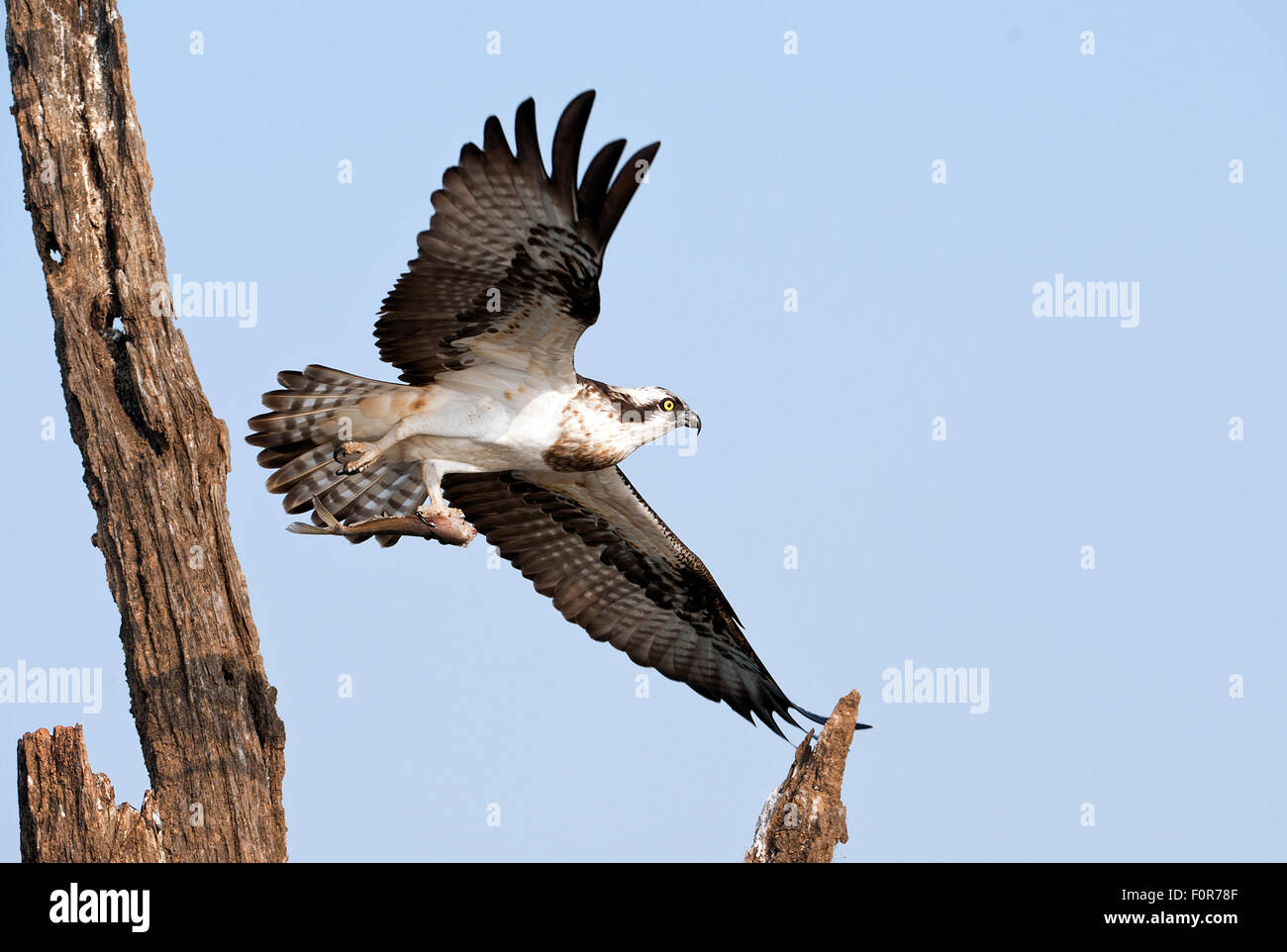 Osprey ( Pandolion haliaetus ) in Nagarhole National Park, India Stock ...