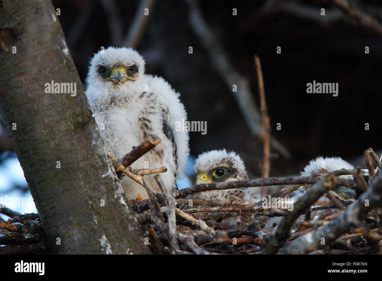 Red footed falcon (Falco vespertinus) chicks in nest, Bagerova Steppe ...