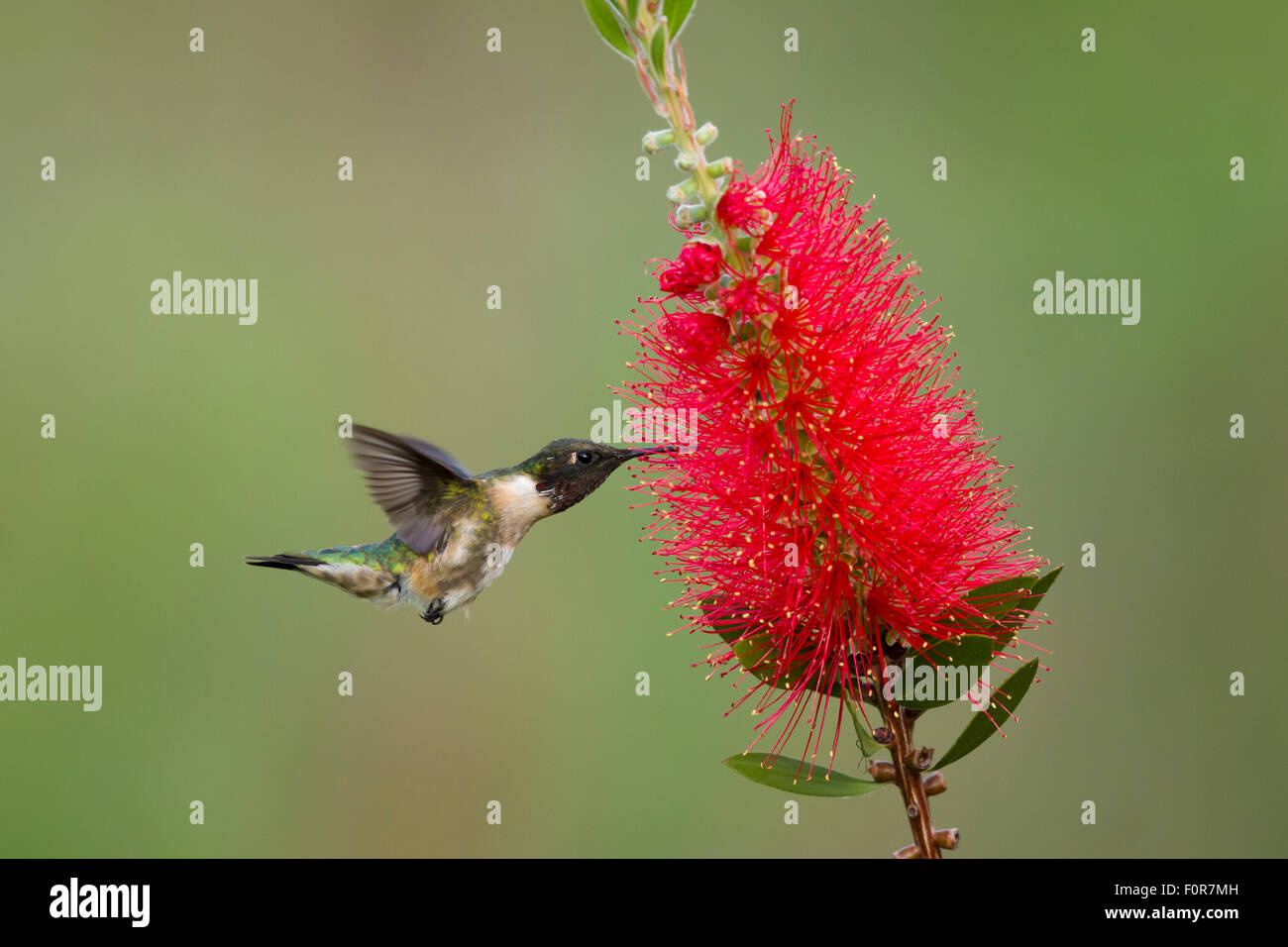 Ruby-throated Hummingbird - male at bottlebrush flower Archilochus ...