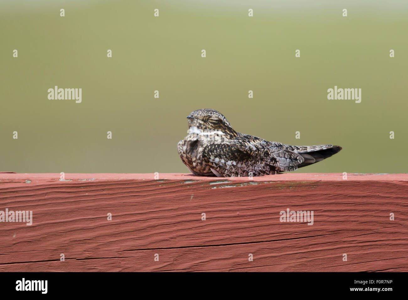 Nighthawks High Resolution Stock Photography and Images - Alamy