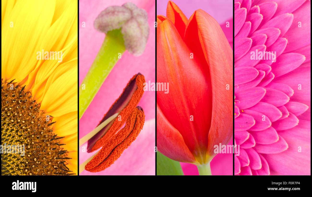 Lila collage hi-res stock photography and images - Alamy