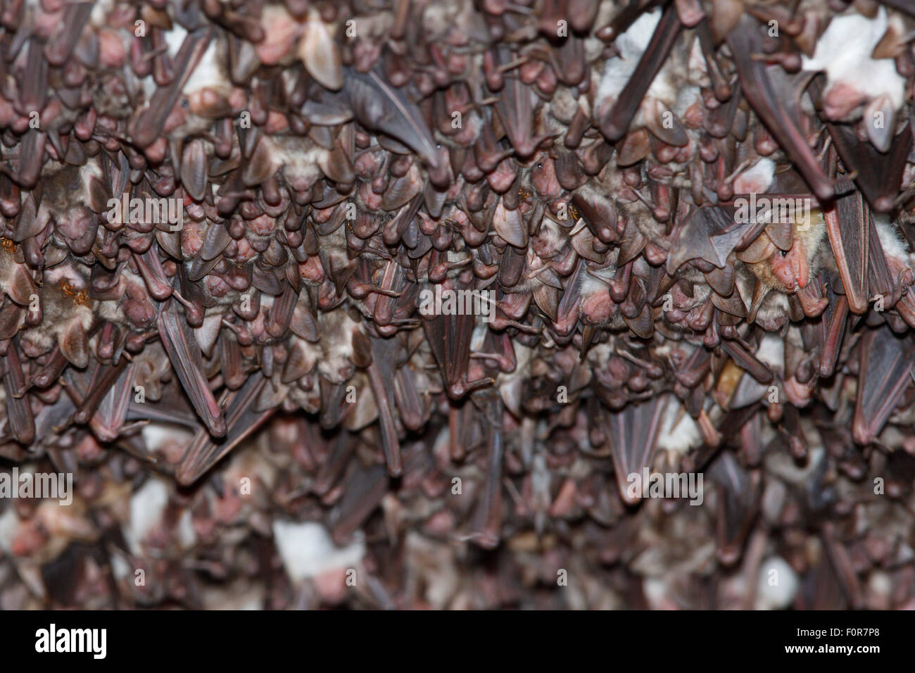 Lesser mouse eared bat (Myotis blythii) colony roosting in cave ...