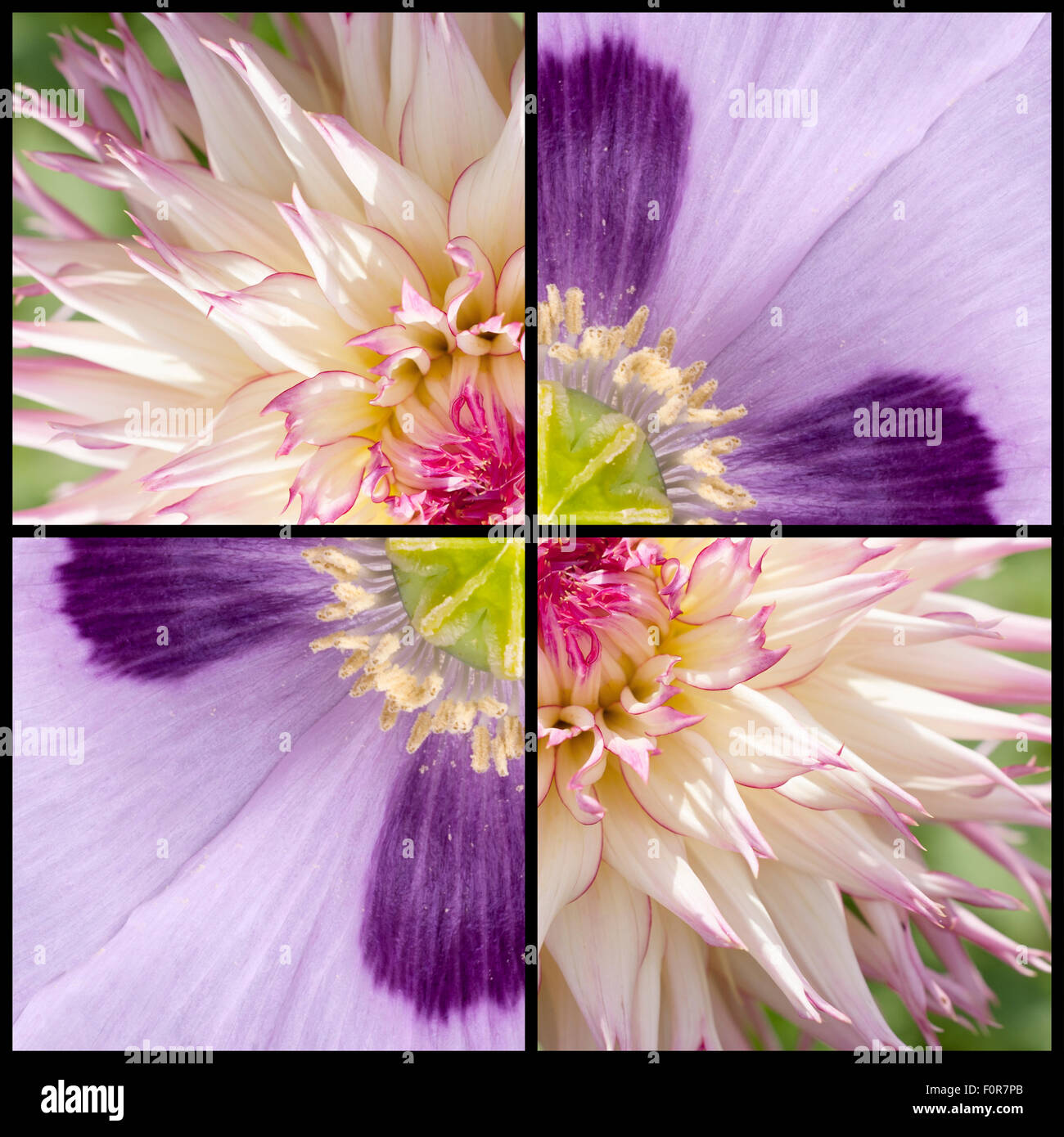 Lila collage hi-res stock photography and images - Alamy