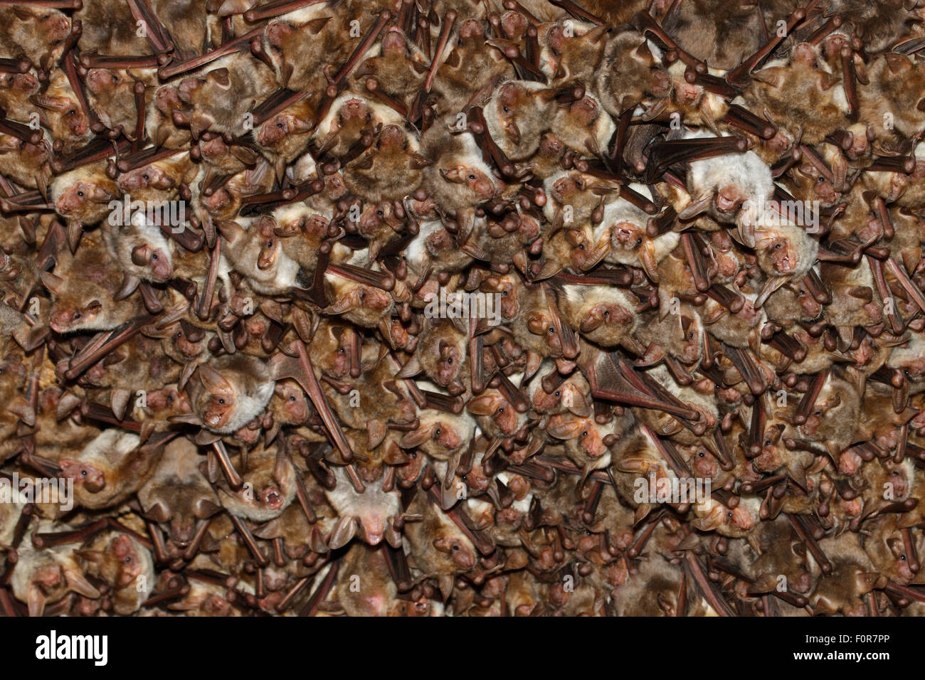 Lesser mouse eared bat (Myotis blythii) colony roosting in cave ...