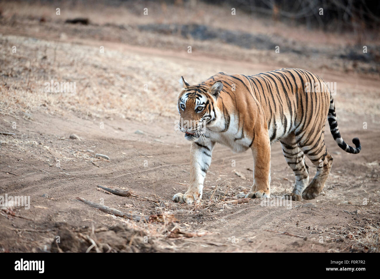 The tiger ( Panthera tigris )in Bandipur national park, South India ...