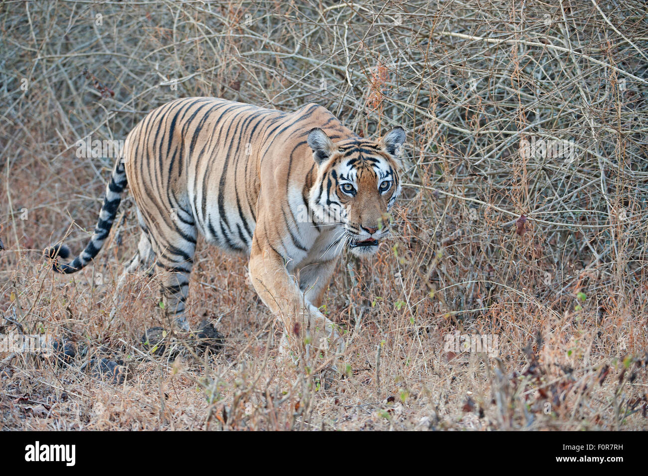 The tiger ( Panthera tigris )in Bandipur national park, South India ...