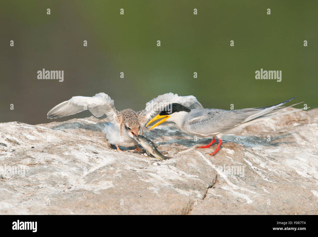 River Tern ( Sterna aurantia ) in Ranganthitoo bird Sanctuary, India ...